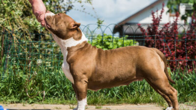 Pocket Bully: Origin, Appearance, Temperament & More