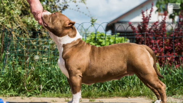 Pocket Bully: Origin, Appearance, Temperament & More