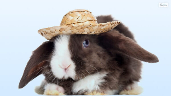 Mini Lop Rabbit: Facts, Lifespan, Behavior & Care