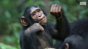 Debunking the Myth: Animals with Down Syndrome