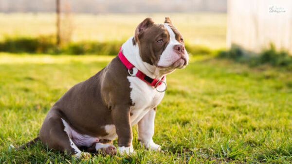 Pocket Bully: Origin, Appearance, Temperament & More