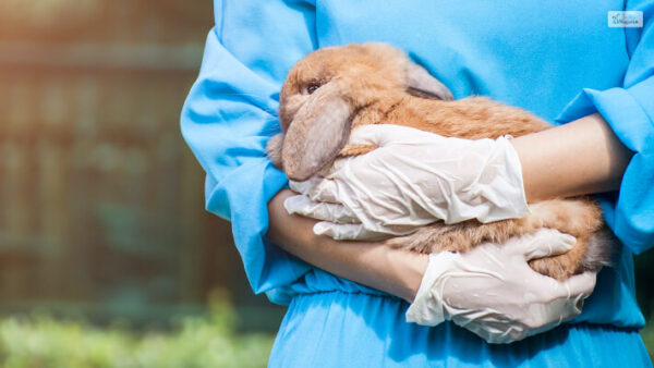 Mini Lop Rabbit: Facts, Lifespan, Behavior & Care