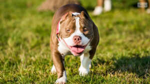 Pocket Bully: Origin, Appearance, Temperament & More