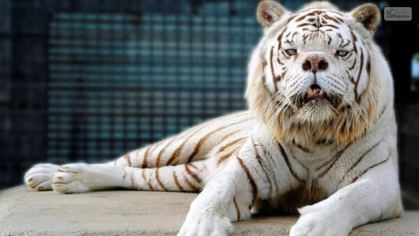 Debunking the Myth: Animals with Down Syndrome