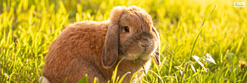 Mini Lop Rabbit: Facts, Lifespan, Behavior & Care
