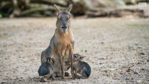 Can Patagonian Mara Be A Good Pet? Food, Care, Facts