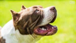 Pocket Bully: A Guide To Pocket American Bully Dog Breed