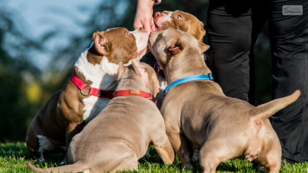 Pocket Bully: Origin, Appearance, Temperament & More