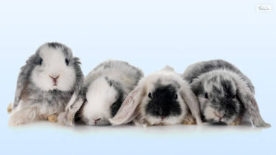 Mini Lop Rabbit: Facts, Lifespan, Behavior & Care