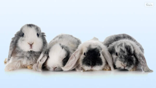 Mini Lop Rabbit: Facts, Lifespan, Behavior & Care
