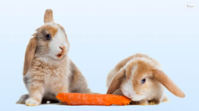 Mini Lop Rabbit: Facts, Lifespan, Behavior & Care