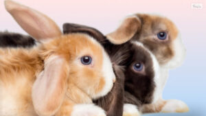 Mini Lop Rabbit: Facts, Lifespan, Behavior & Care