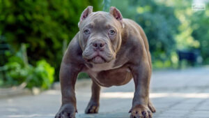 Exotic Bully: Everything You Need to Know About the Exotics