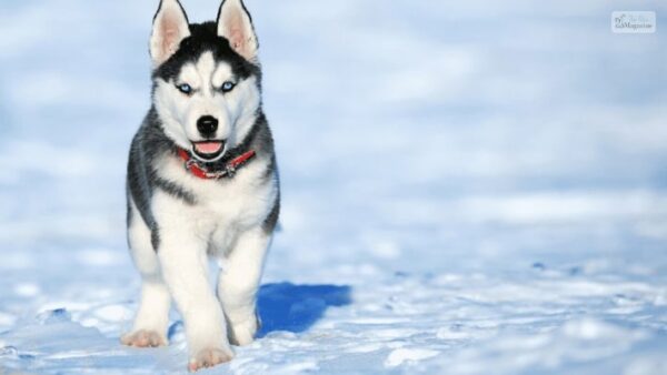Miniature Husky - A Complete Breed Guide | The Pets Magazine
