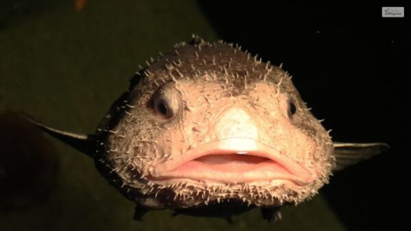 Ugly Animals: 10 Of The Ugliest Animals In The World