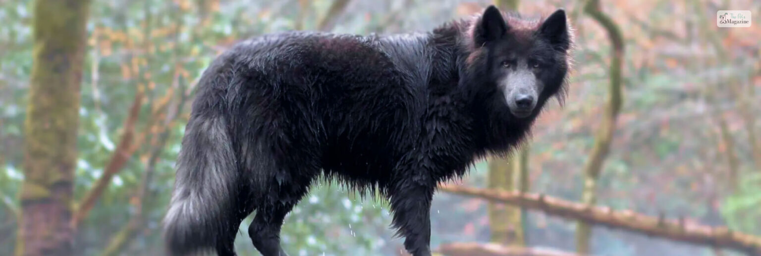 What’s Beneath The Fur: A Look At German Shepherd Skeleton