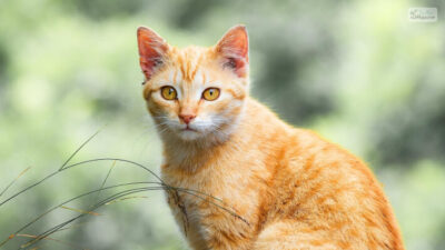 Ginger Cat - Facts, Lifespan And Intelligence