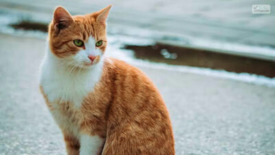 Ginger Cat - Facts, Lifespan And Intelligence