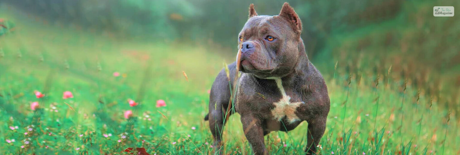 Exotic Bully: Everything You Need to Know About the Exotics