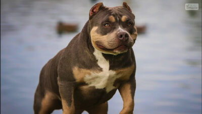 Exotic Bully: Everything You Need to Know About the Exotics