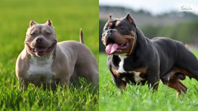 Exotic Bully: Everything You Need to Know About the Exotics
