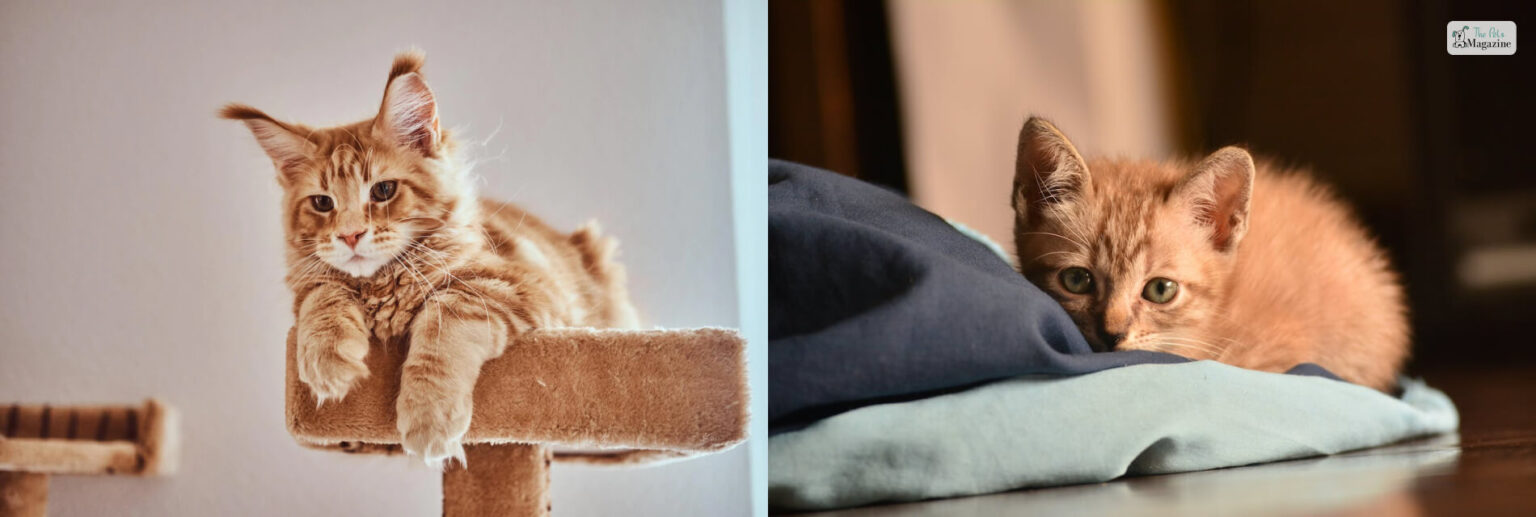 Ginger Cat - Facts, Lifespan And Intelligence