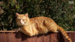 Ginger Cat - Facts, Lifespan And Intelligence