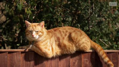 Ginger Cat - Facts, Lifespan And Intelligence
