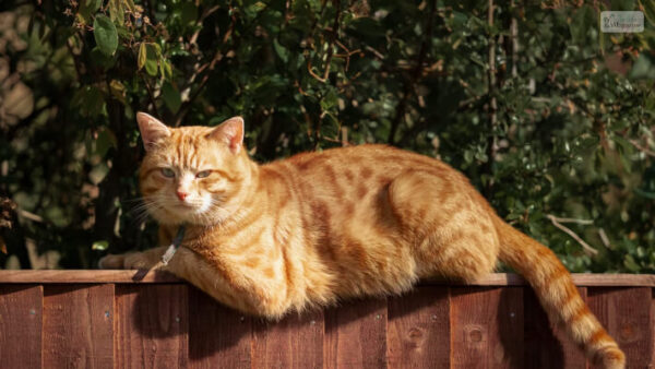 Ginger Cat - Facts, Lifespan And Intelligence