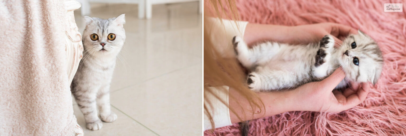 Pumba Cats 101: An Introduction to the Caracal Cat Breed