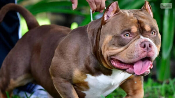 Exotic Bully: Everything You Need to Know About the Exotics