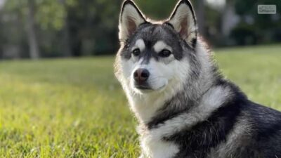 Miniature Husky - A Complete Breed Guide | The Pets Magazine