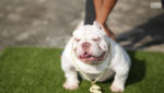 Exotic Bully: Everything You Need to Know About the Exotics