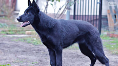 Blue Bay Shepherd: Appearance, Temperament, Grooming & More