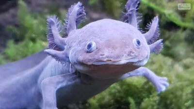 Axolotl Color Guide: How to Pick the Right axolotl colors for You!