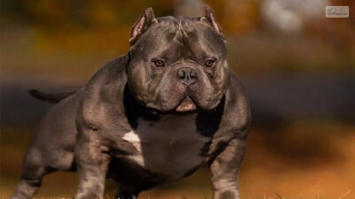 Exotic Bully: Everything You Need to Know About the Exotics