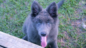 Blue Bay Shepherd: Is The Only Blue Wolfdog Right For You?