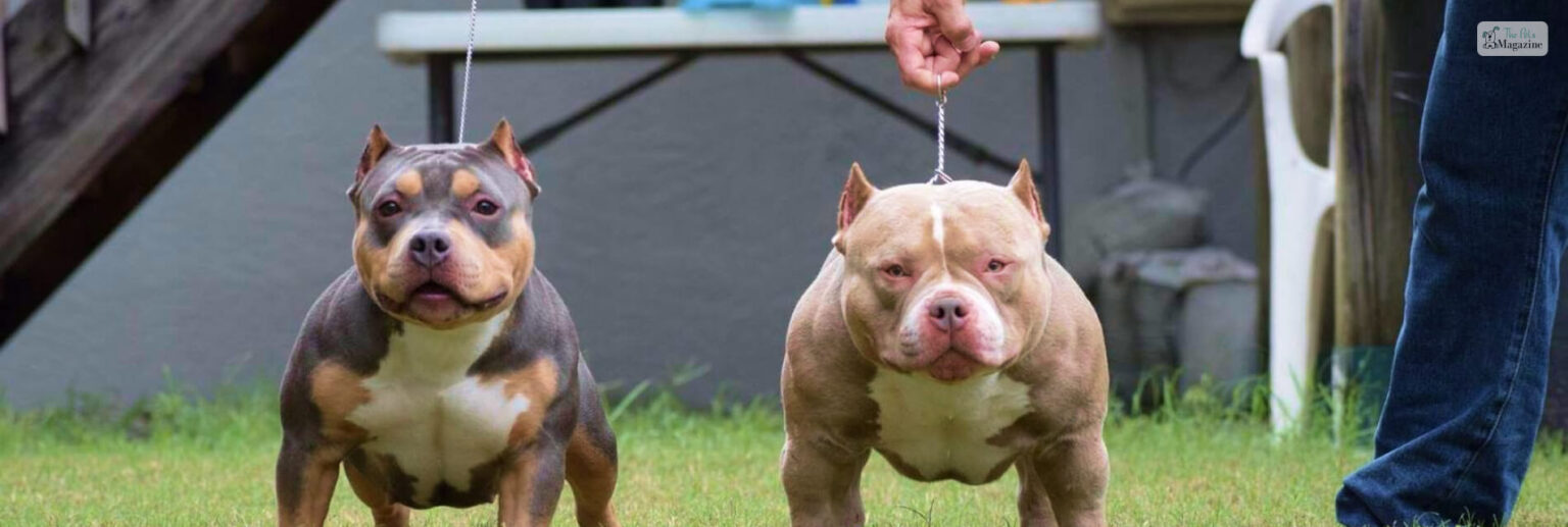 Pocket Pitbull: Essential Guide to Miniature Pitbull Crosses