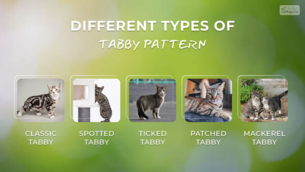 Ginger Cat - Facts, Lifespan And Intelligence