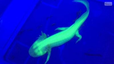 Axolotl Color Guide: How to Pick the Right axolotl colors for You!