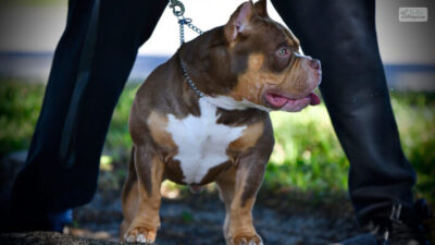 Exotic Bully: Everything You Need to Know About the Exotics