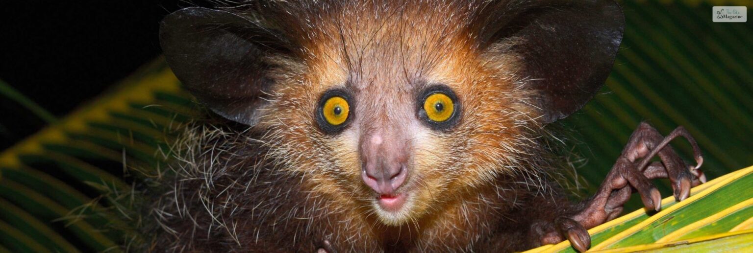 Ugly Animals: 10 Of The Ugliest Animals In The World