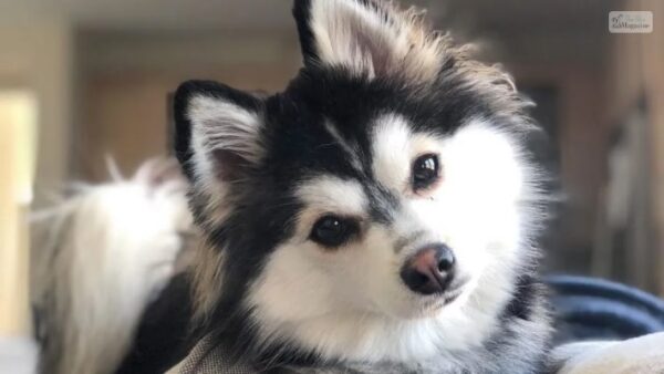 Miniature Husky - A Complete Breed Guide | The Pets Magazine