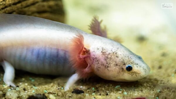 Axolotl Color Guide: How to Pick the Right axolotl colors for You!