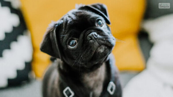 Black Pug: Facts, Genetics, Puppy Price & FAQs