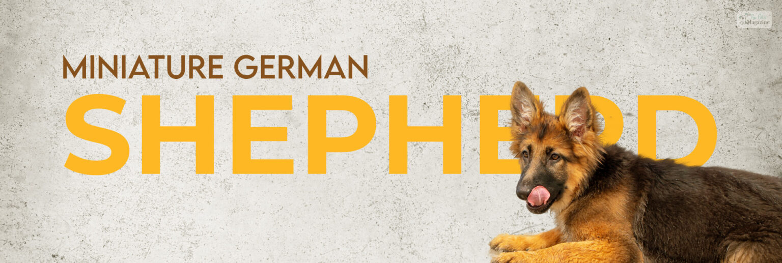 Miniature German Shepherd Breed: A Complete Overview