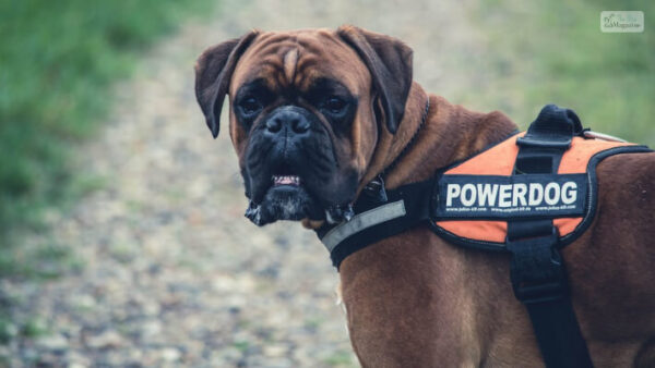 Scariest Fog Breeds: How Can You Train Them?