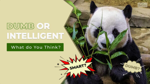 Top 15 Dumbest Animals In The World (Updated 2023)