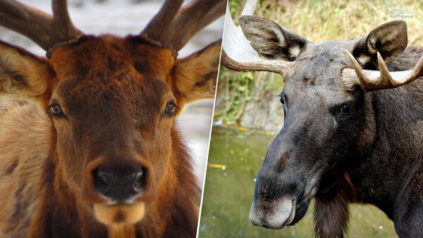 Elk Vs Moose- How To Tell, Differences, A Quick Guide