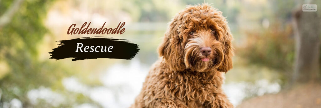 13 Best Goldendoodle Rescue For Adoption In 2023